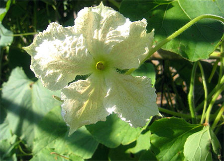 Fleur de curcubitacée : Fleurs : Chançay : Indre-et-Loire : Châteaux de ...