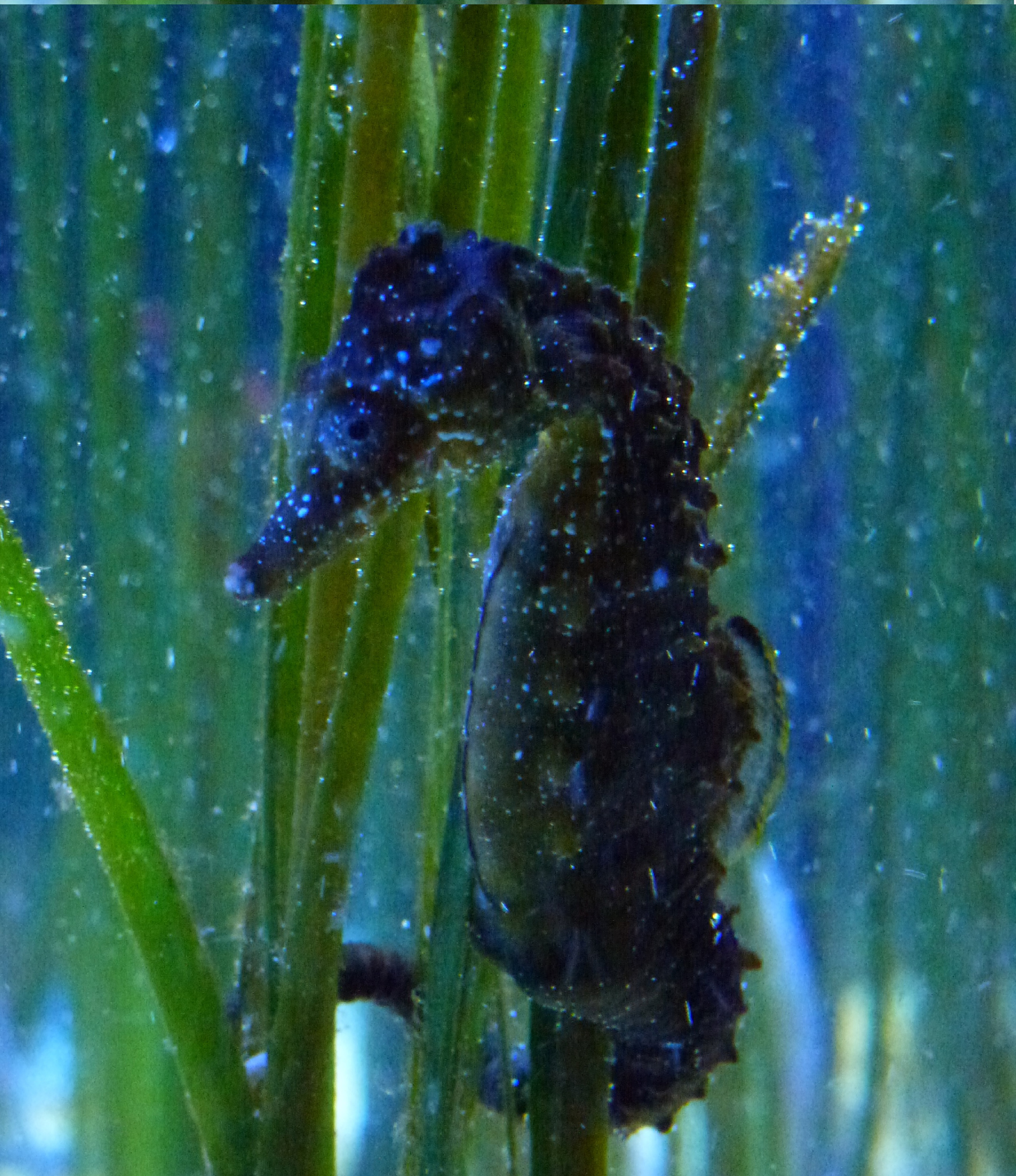 Hippocampe : Poissons : Animaux : Italie : Routard.com