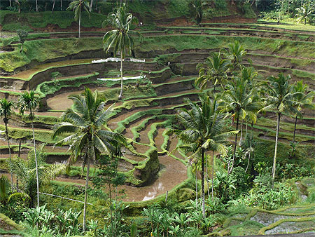 Rizières en terrasse : Tegallalang : Ubud et le centre : Bali : Routard.com