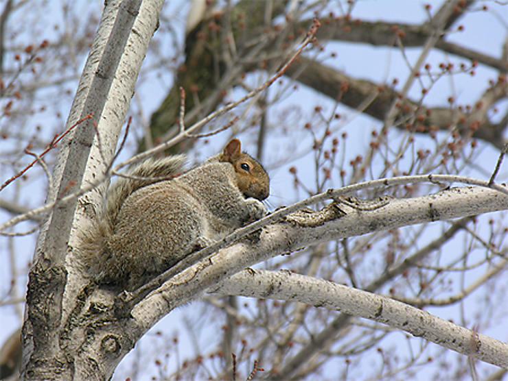 Ecureuil à Montréal : Animaux : Montréal : Canada : Routard.com