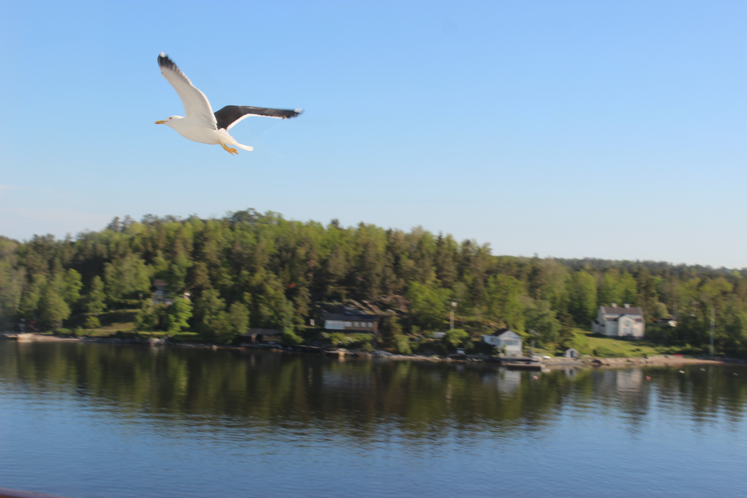 De Stockholm à Helsinki via les fjords : Oiseaux : Environs de ...