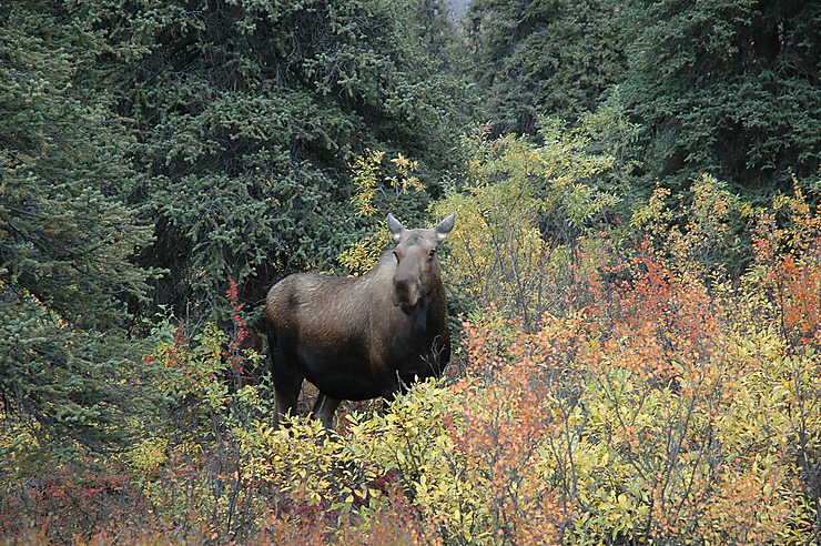 Elan : Animaux : Denali National Park : Alaska : Routard.com