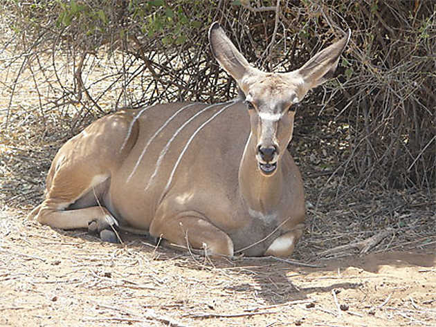 Femelle Koudou : Animaux : Réserve nationale de Samburu : Est : Kenya ...