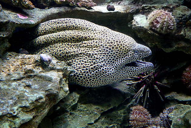 Poisson de l'océan indien : Poissons : Animaux : Province du Cap ...