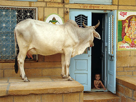 Incredible India : Vaches : Animaux : Jaisalmer : Désert du Thar ...