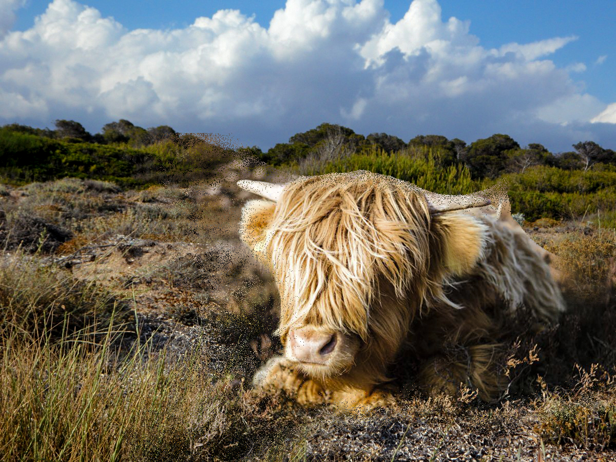 Parée pour l'hiver écossais : Animaux : Aviemore : Highlands : Écosse ...