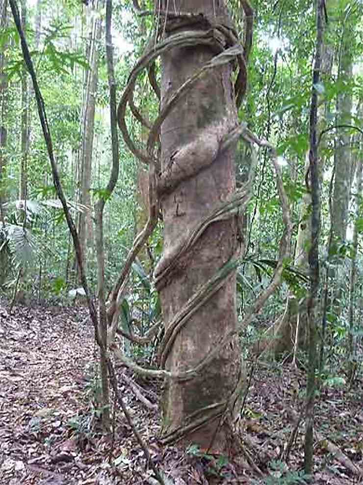 Photo Guyane : Forêts : Arbres : Saül : Fleuve Maroni : Guyane ...