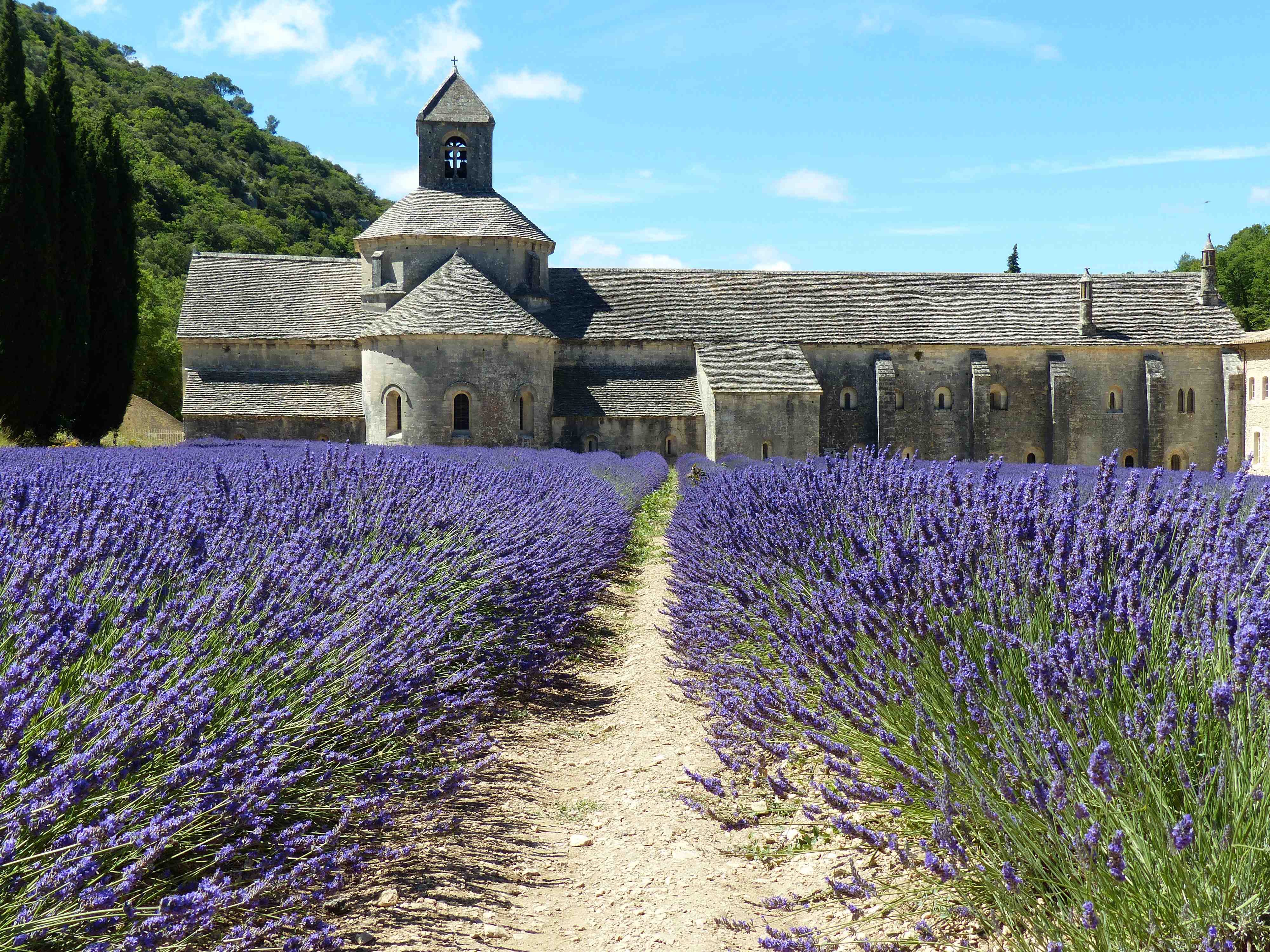 Abbaye de Sénanque : Eglise : Fleurs : Abbaye de Sénanque : Vaucluse ...