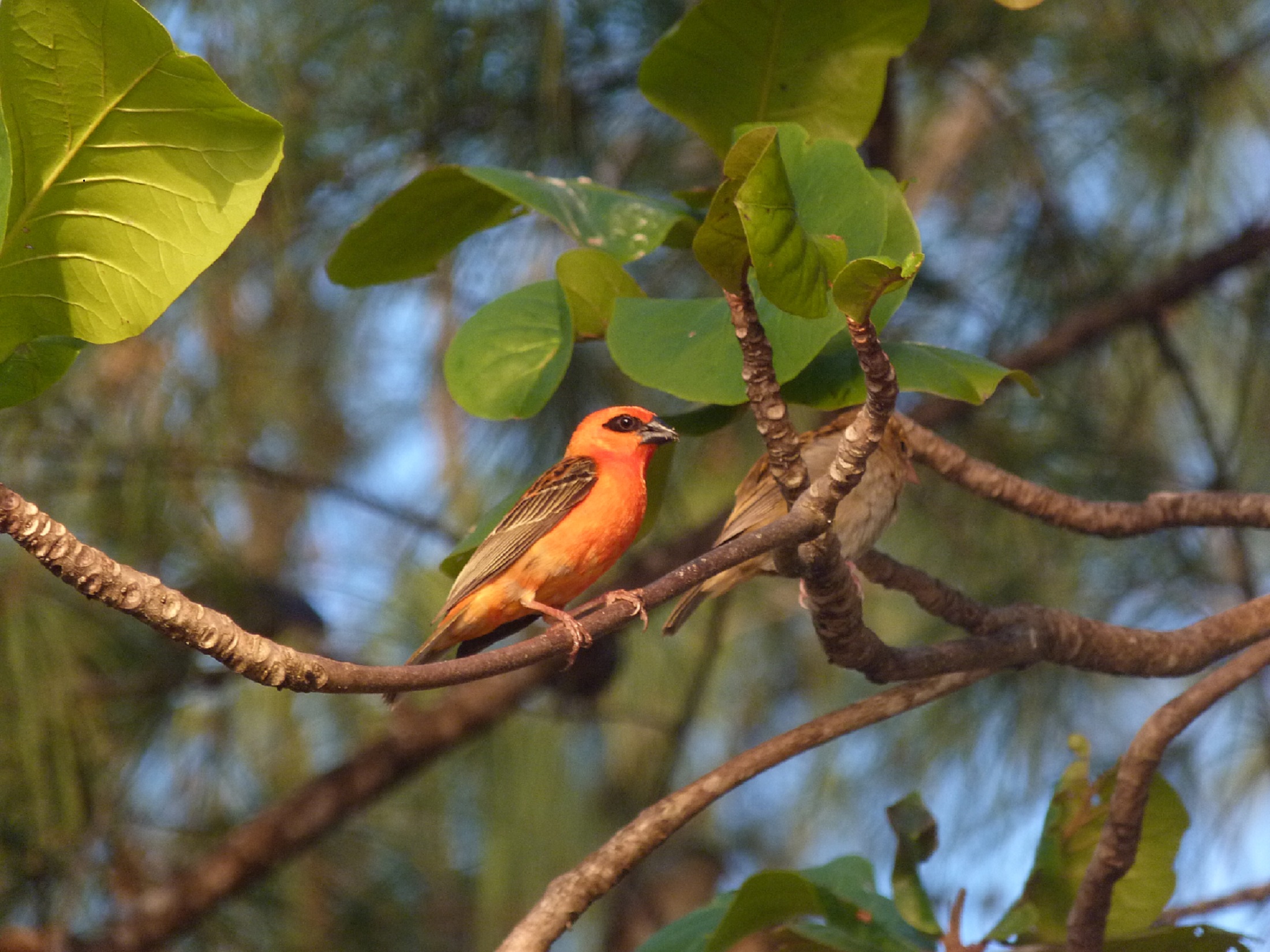 Cardinal de Maurice : Oiseaux : Animaux : Mont-Choisy : Grand Baie et ...