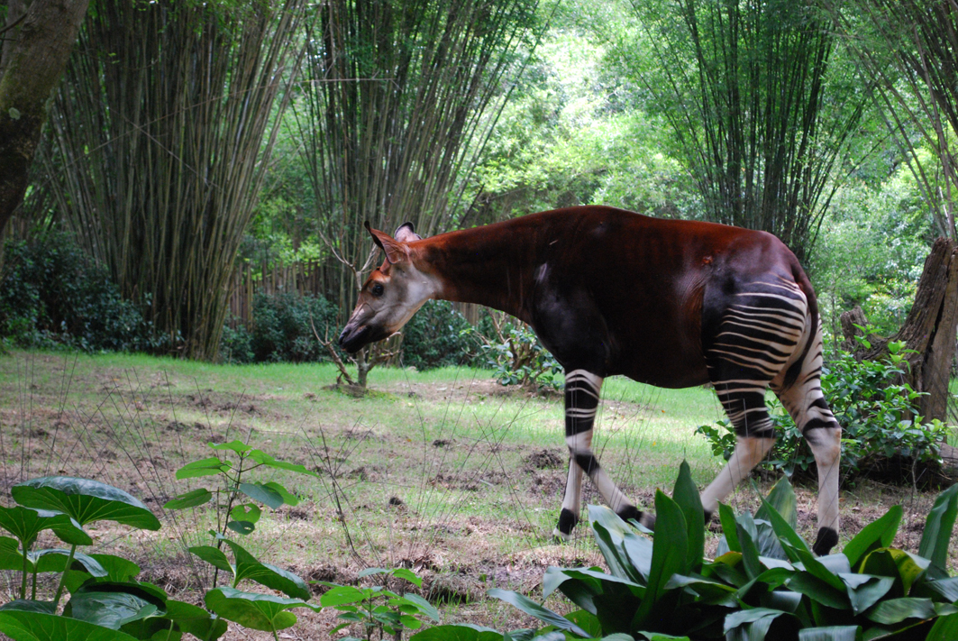 Okapi à Animal Kingdom : Animaux : Animal Kingdom : Walt Disney World ...
