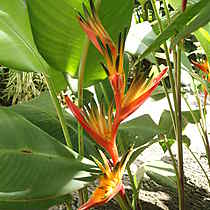 Colibri : Oiseaux : Jardin de Balata : Fort-de-France : Martinique ...