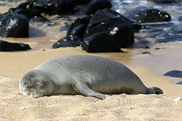 Seal : Animaux : Île d'Hawaii : Hawaii : Routard.com