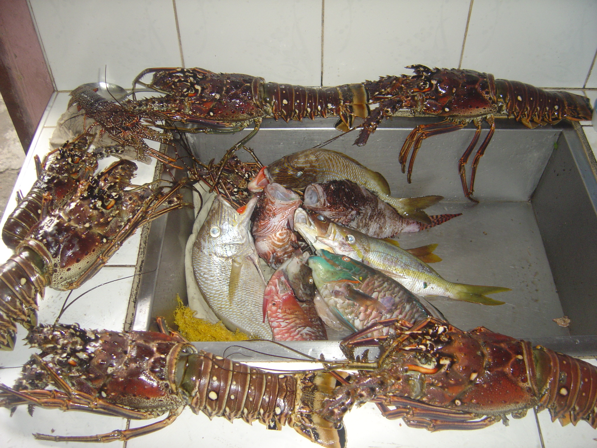 Pêche: poissons et langoustes : Santiago de Cuba : Oriente : Cuba ...