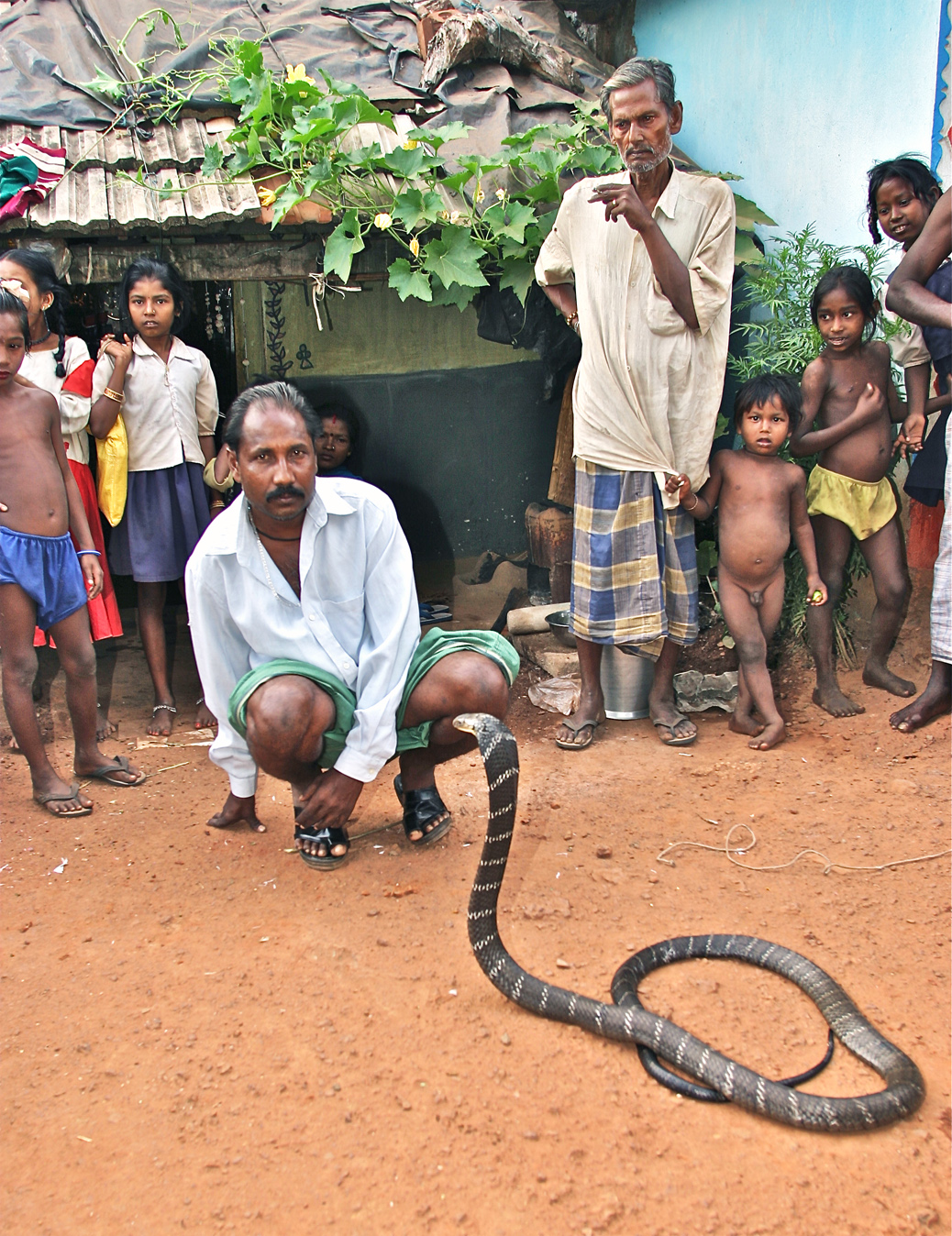 Chercheurs de serpents en Orissa (Inde) : Serpents : Animaux ...