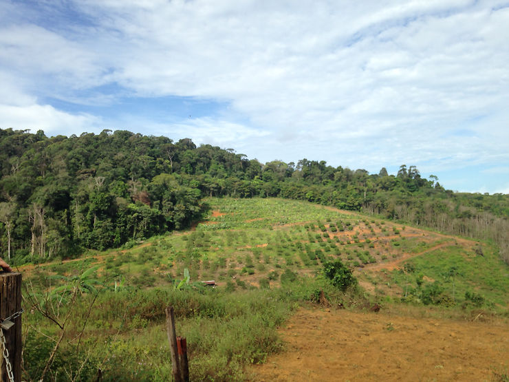Terres cultivées autour de Cacao : Cacao : Parc naturel régional de ...