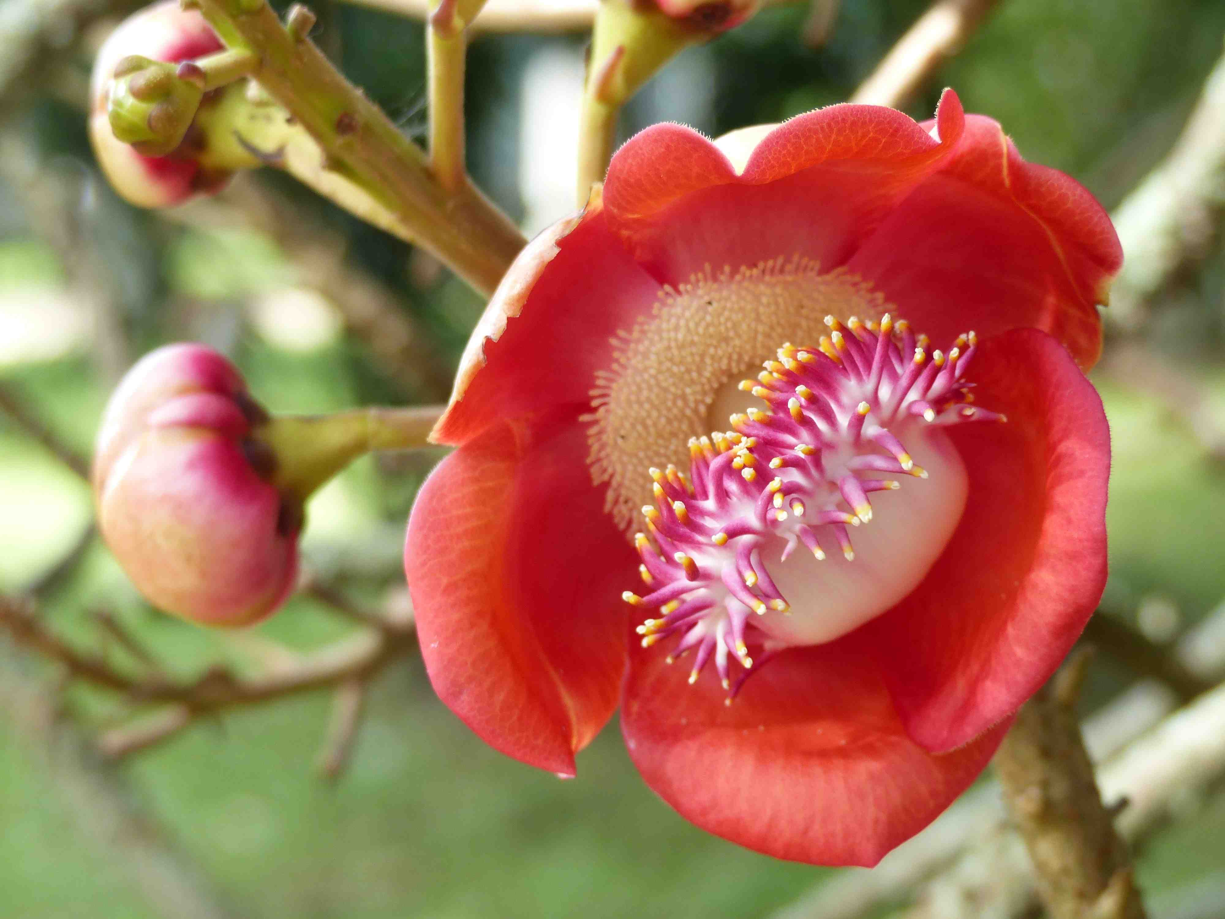 Fleur de Bouddha : Fleurs : Jardim Botânico : Rio de Janeiro : Routard.com