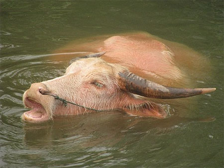 Autour de Muang Ngoi : Vaches : Animaux : Animaux : Nord-Ouest : Laos ...
