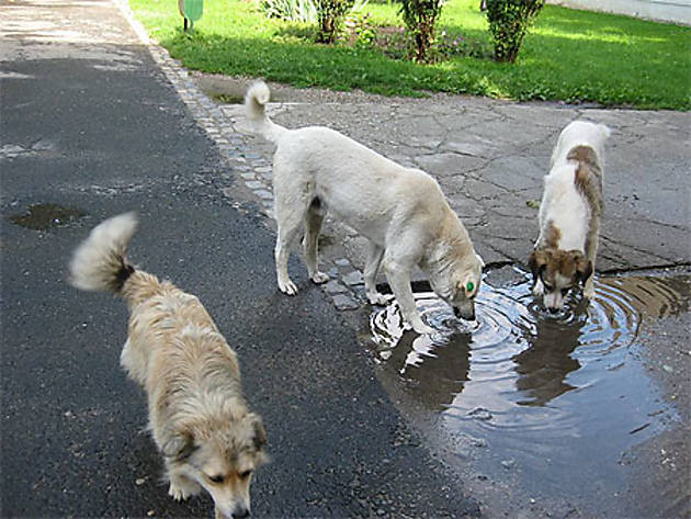 Chiens errants : Animaux : Bucarest (Bucureşti) : Bucarest et ses ...