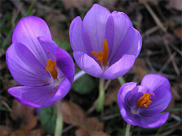 Colchiques : Fleurs : Hautes-Pyrénées : Midi toulousain - Occitanie ...