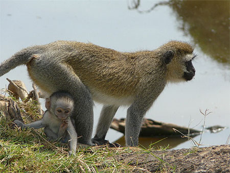 Bébé Singe Grivet avec sa mère : Singes : Animaux : Animaux : Lac et ...