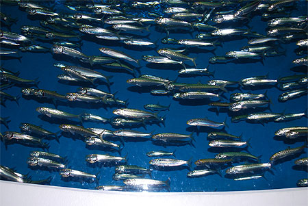 Banc de poissons : Poissons : Animaux : Monterey Bay Aquarium ...