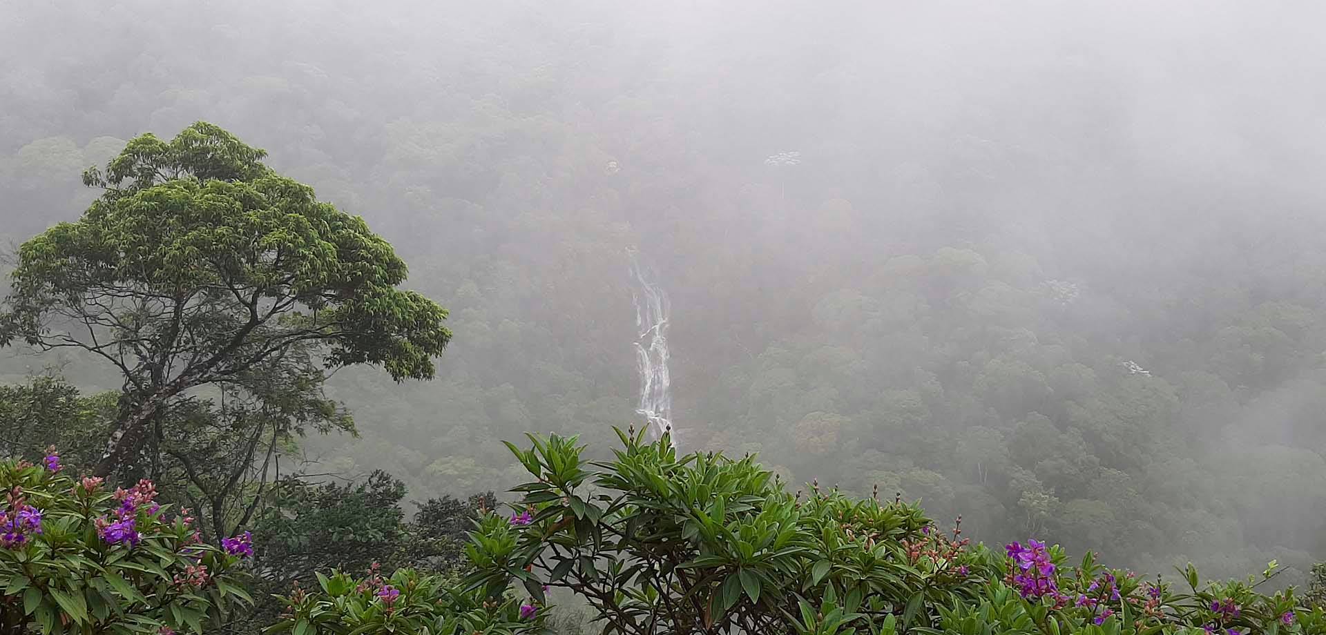 Forêt de Tijuca : Forêts : Rio de Janeiro : Brésil : Routard.com