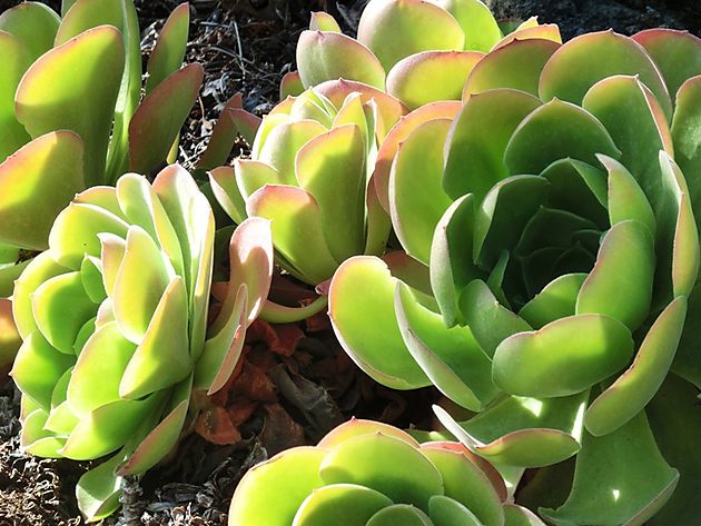 Pour le plaisir des yeux : Plantes : Jardin botanique des Canaries ...