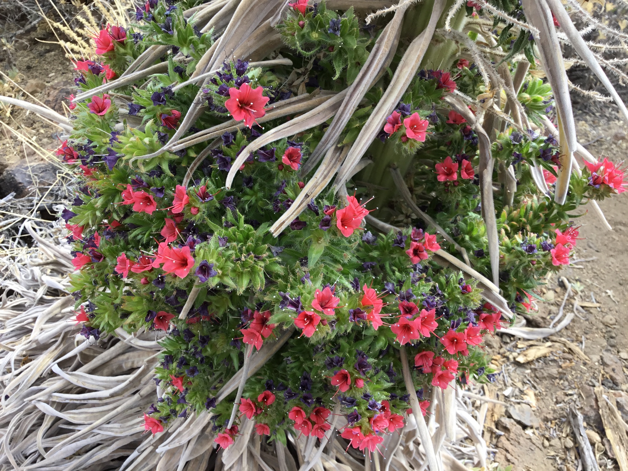 Candelaria : Fleurs : Canaries : Espagne : Routard.com