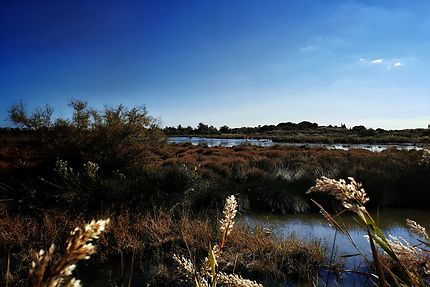 Flore de Camargue : Bouches-du-Rhône : Provence : Routard.com
