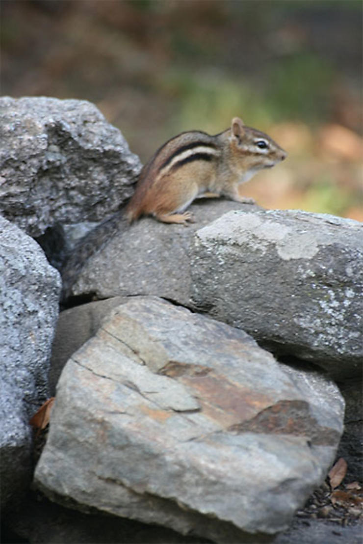 Un tamia rayé : Animaux : Minute Man National Historical Park ...