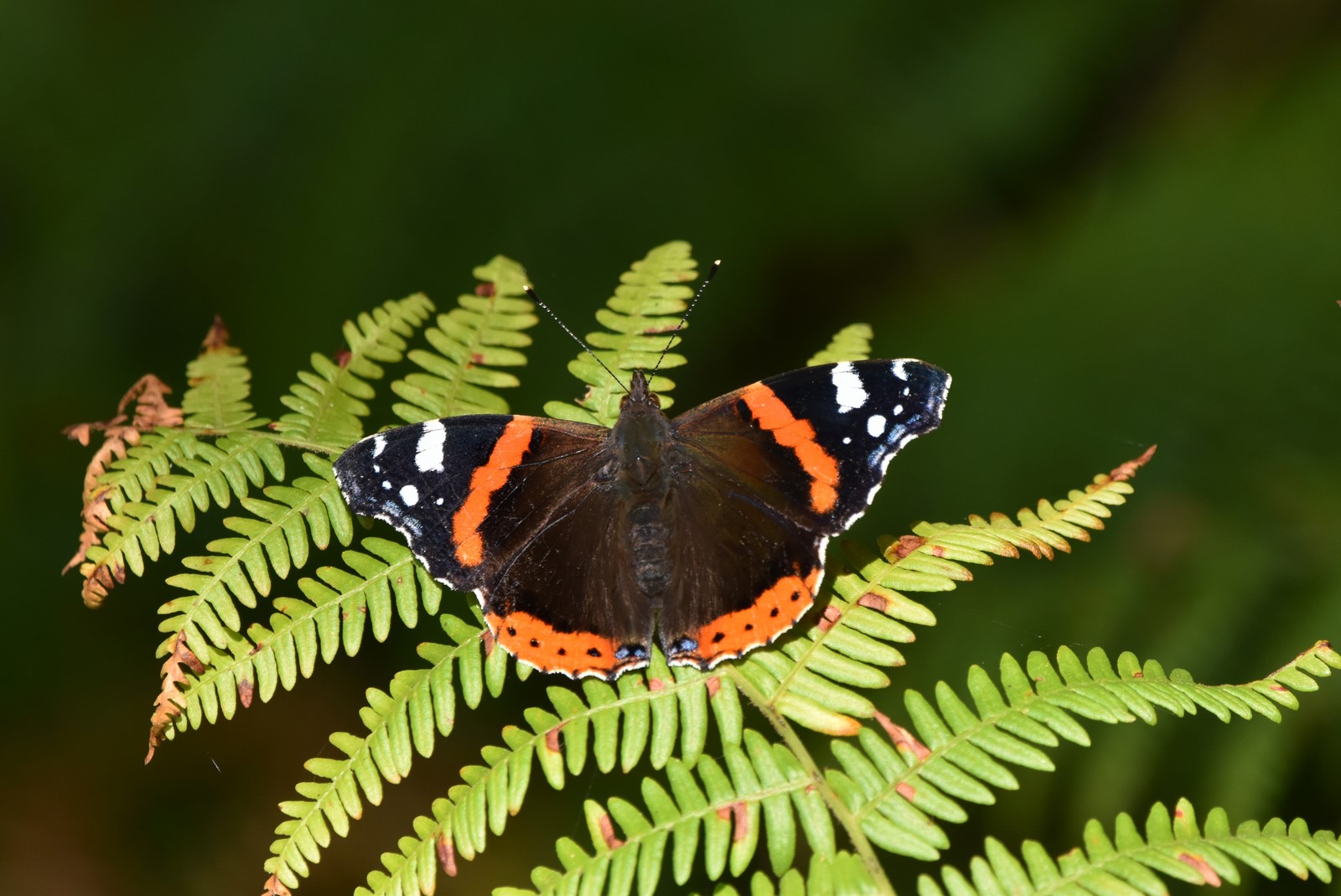 Papillon vulcain : Papillons : Animaux : Animaux : Maine-et-Loire ...