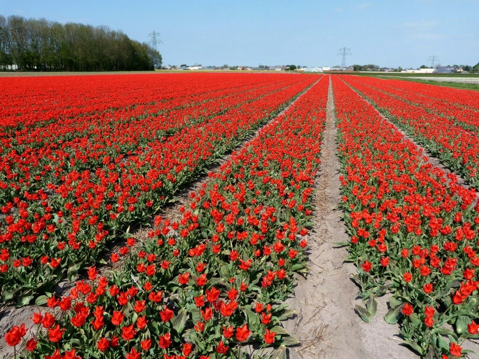 Champ de tulipes : Fleurs : Pays-Bas : Routard.com