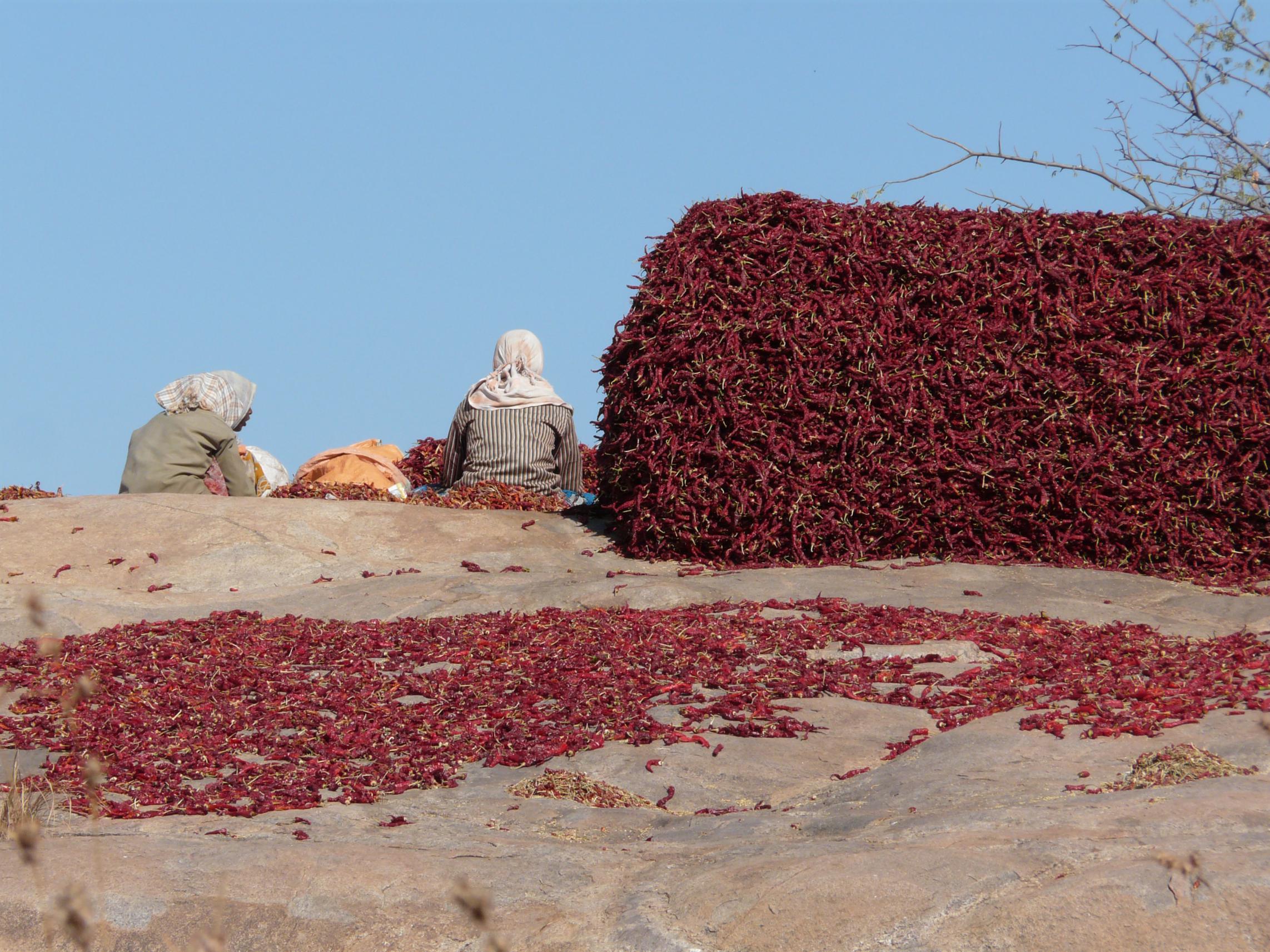 Tri et séchage de piments : Hampi : Karnataka : Inde : Routard.com