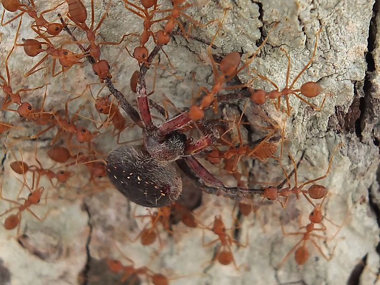 Araignée capturée par des fourmis légionnaires : Insectes : Animaux ...