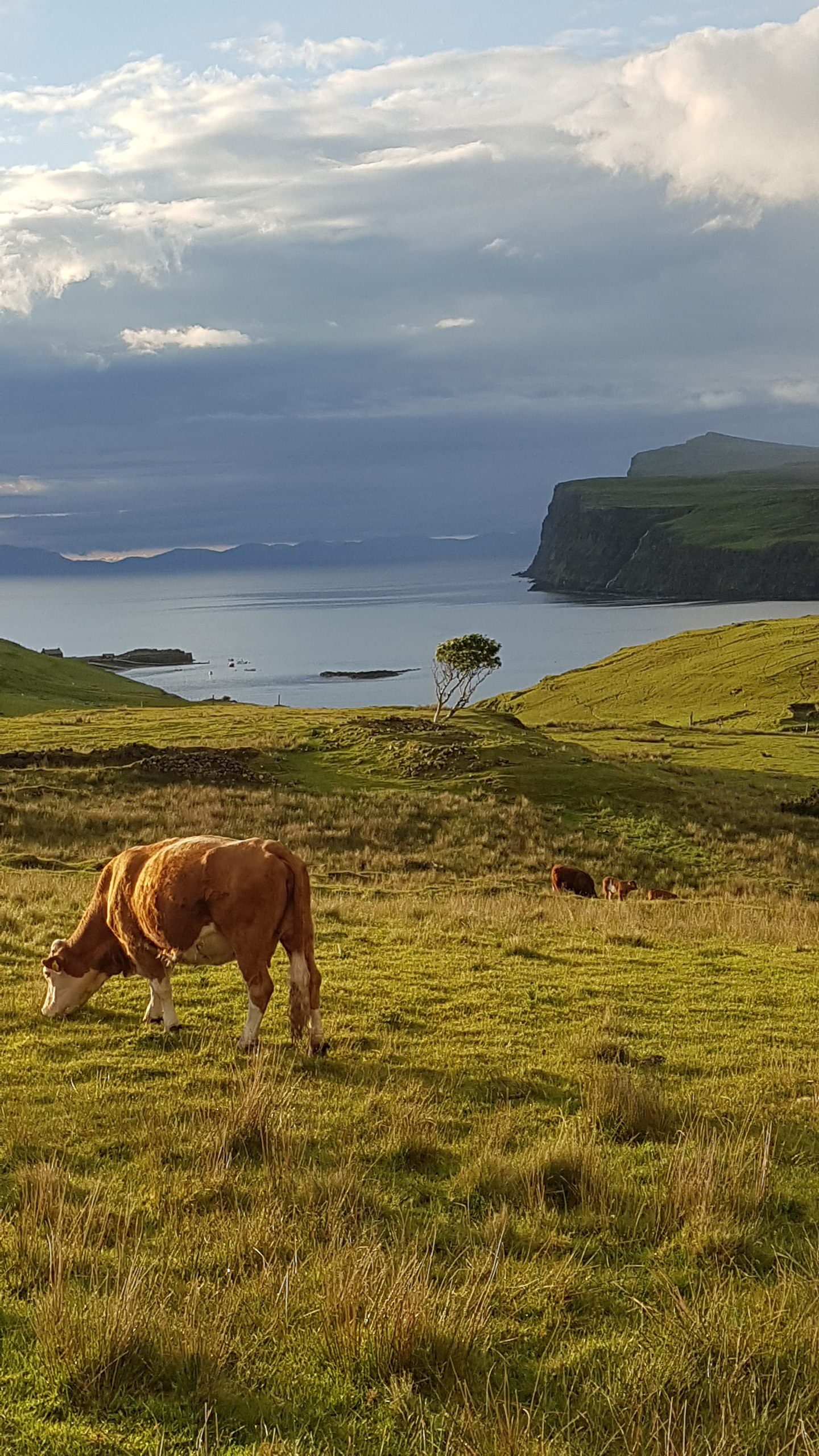 Lumières d'Ecosse : Vaches : Animaux : Animaux : Highlands : Écosse ...
