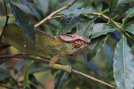 L'endormi : Reptiles : Animaux : Caméléons : Animaux : Animaux ...