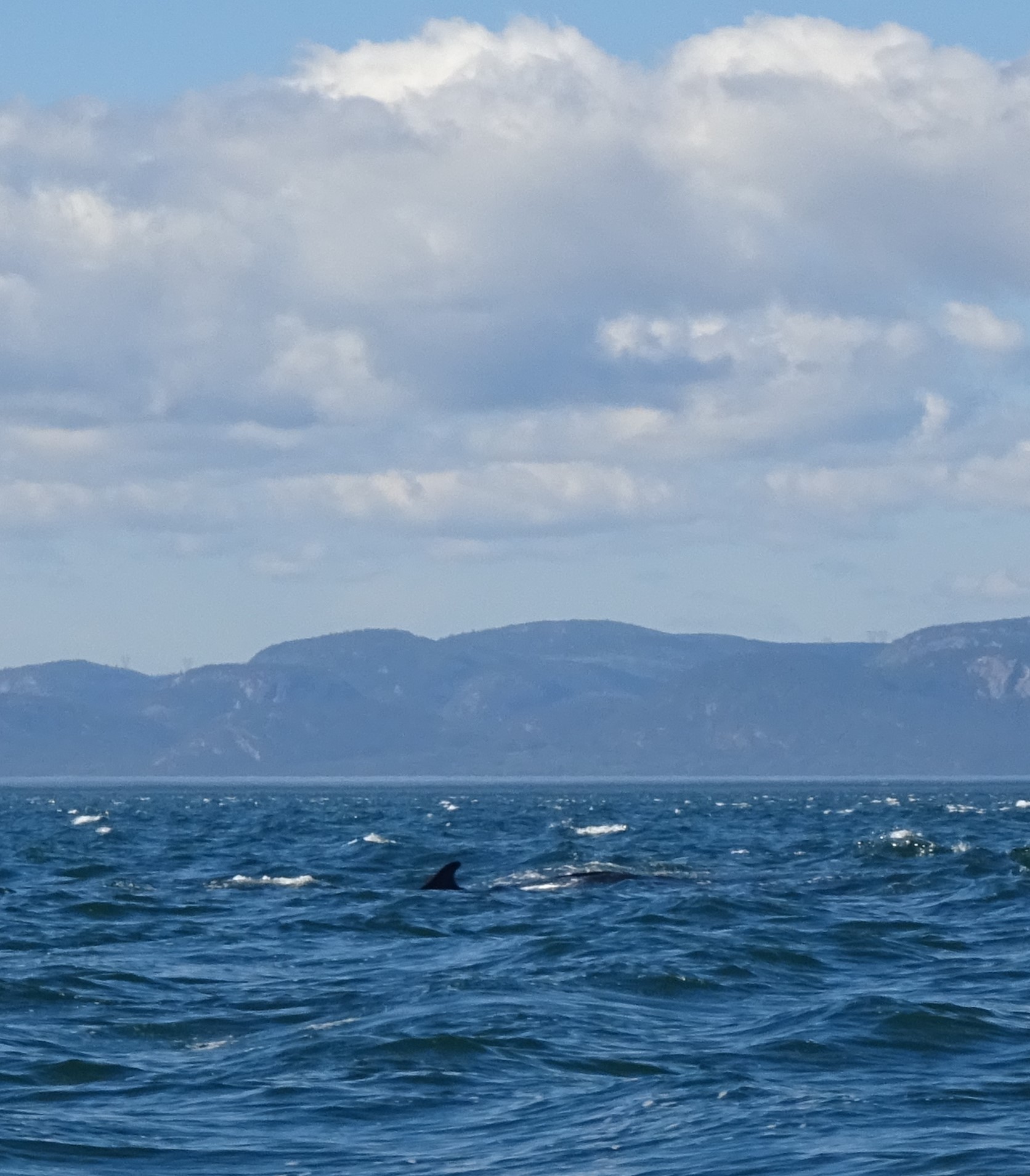 Un peu de baleine : Baleines : Animaux : Animaux : Tadoussac : Côte ...