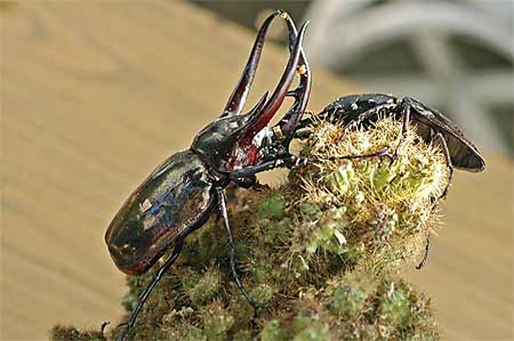 Insecte : Insectes : Animaux : Bali : Indonésie : Routard.com