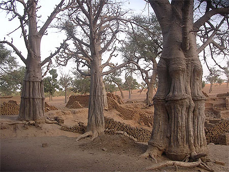 Briques et Baobabs : Arbres : Pays dogon : Mali : Routard.com