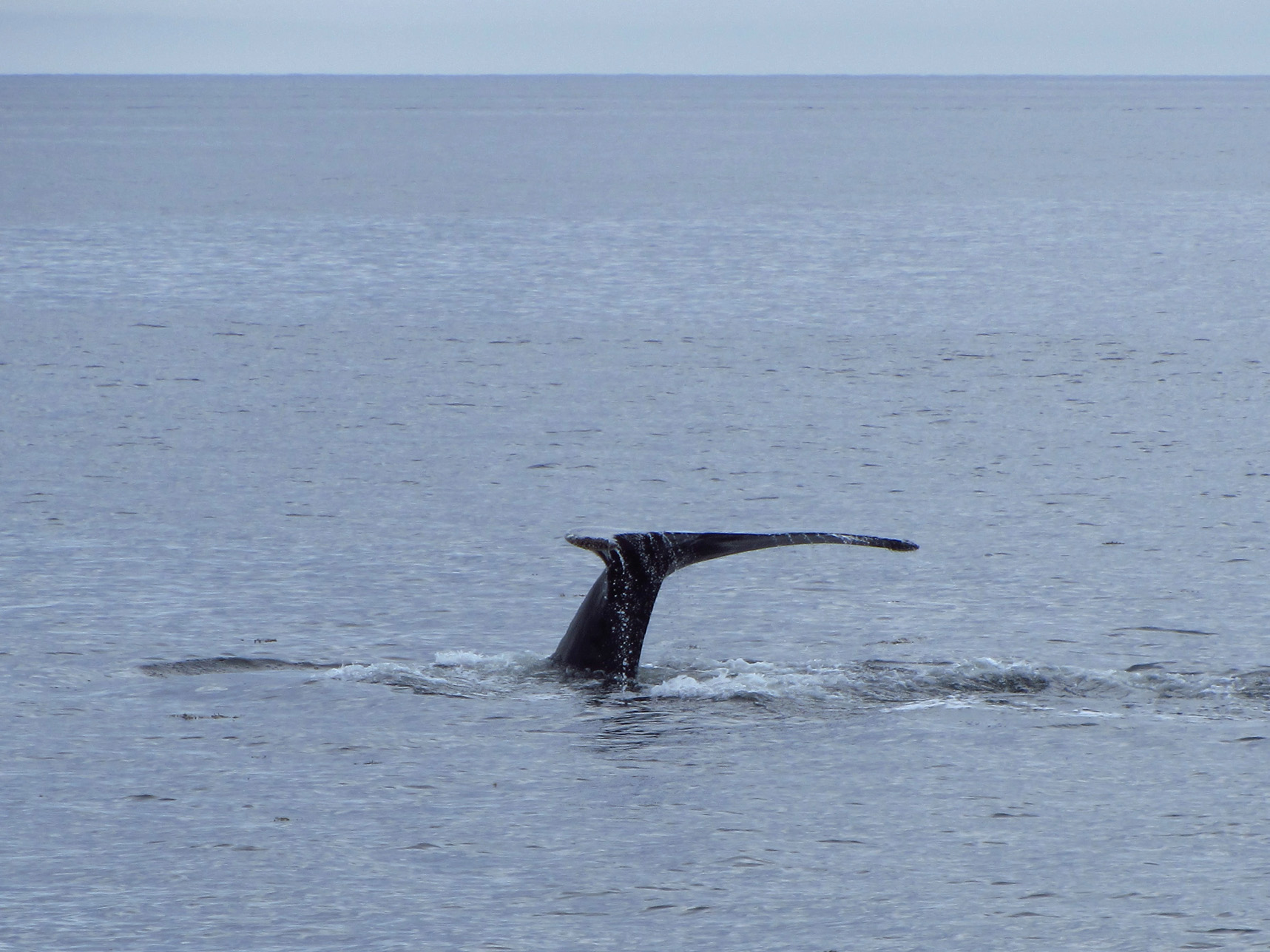 Baleine Tadoussac : Baleines : Animaux : Québec : Canada : Routard.com