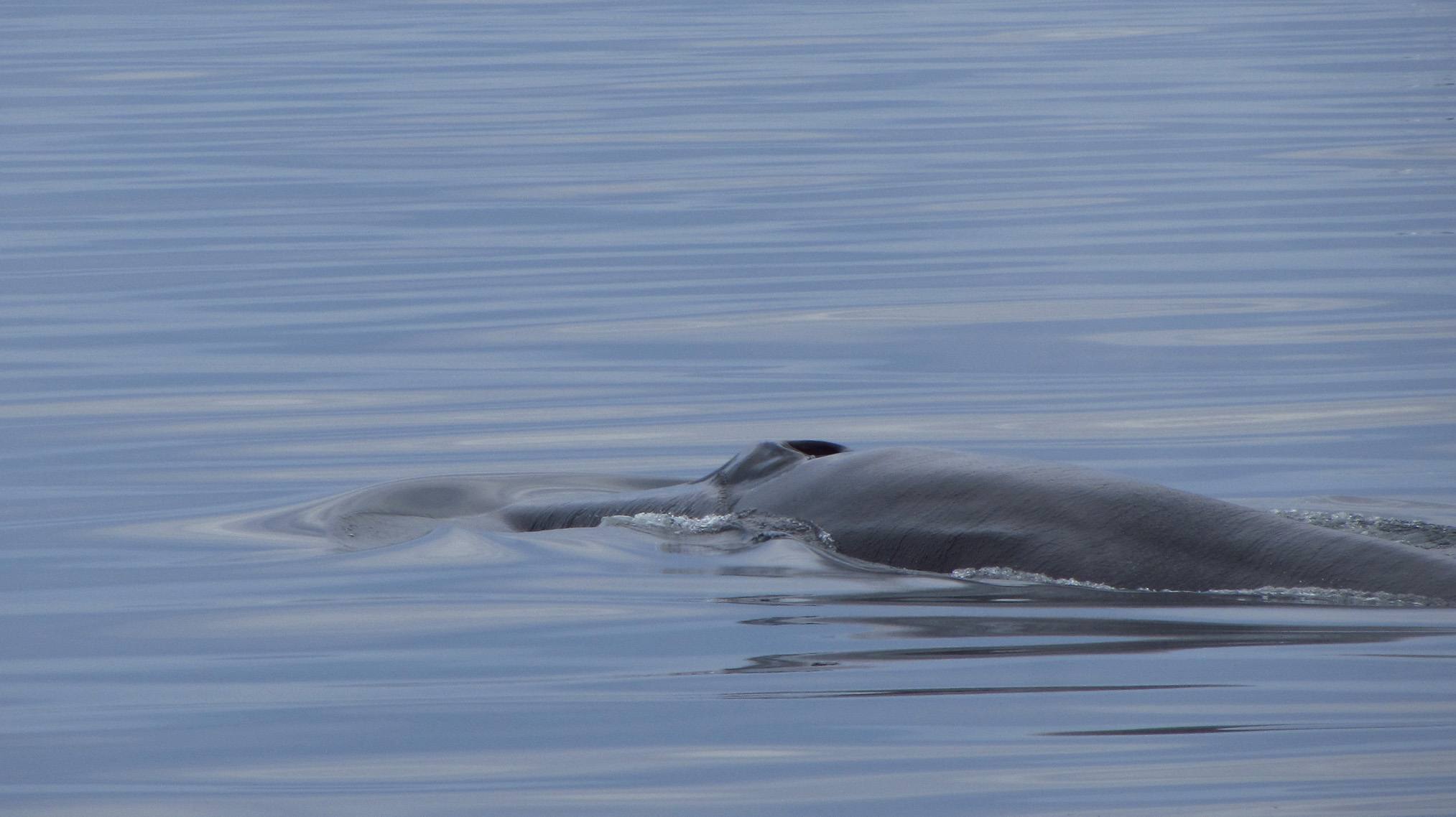 Baleine : Baleines : Animaux : Québec : Canada : Routard.com
