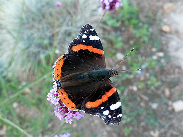 Vulcain : Papillons : Animaux : Insectes : Animaux : Animaux ...