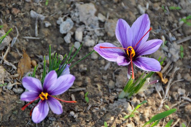 La fleur de safran : Fleurs : Natanz : Le plateau central : Iran ...