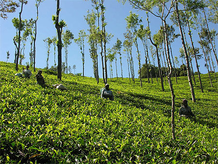 champs de thé : Kerala : Inde : Routard.com