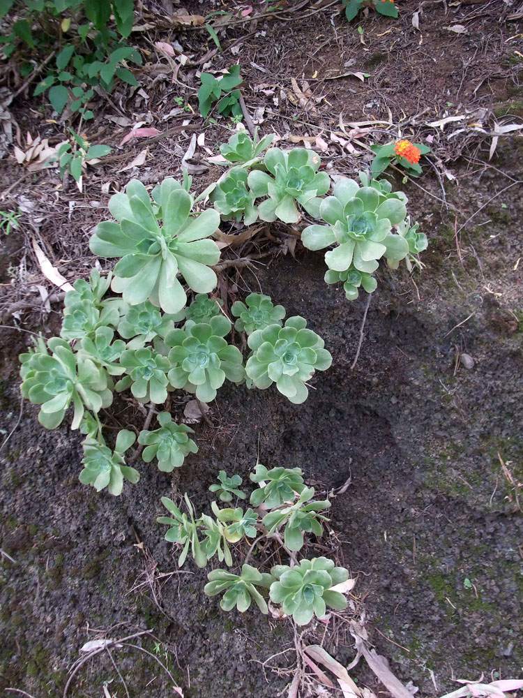 Plante endémique du Cap-Vert, Aeonium gorgoneum : Plantes : Île de São ...