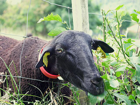 Noire du Velay : Animaux : Haute-Loire : Auvergne : Routard.com