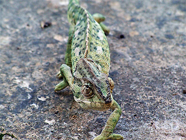 Animal Maltais : Reptiles : Animaux : Animaux : Île de Malte : Malte ...