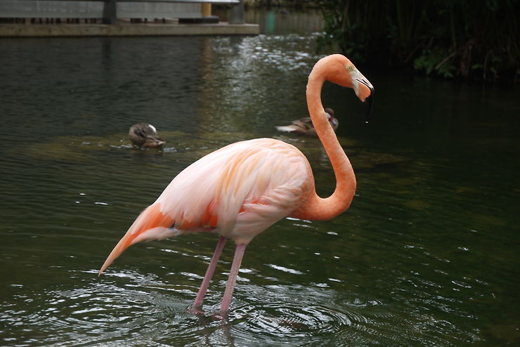 Flamant rose : Oiseaux : Animaux : Playa Punta Cana : Côte des ...