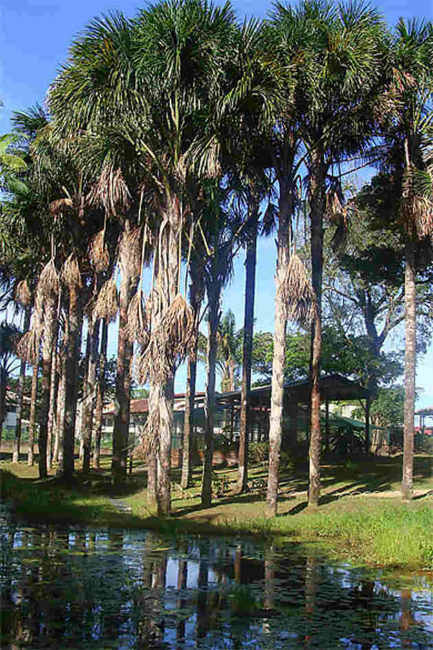 Le Jardin botanique de Cayenne : Arbres : Jardin botanique de Cayenne ...