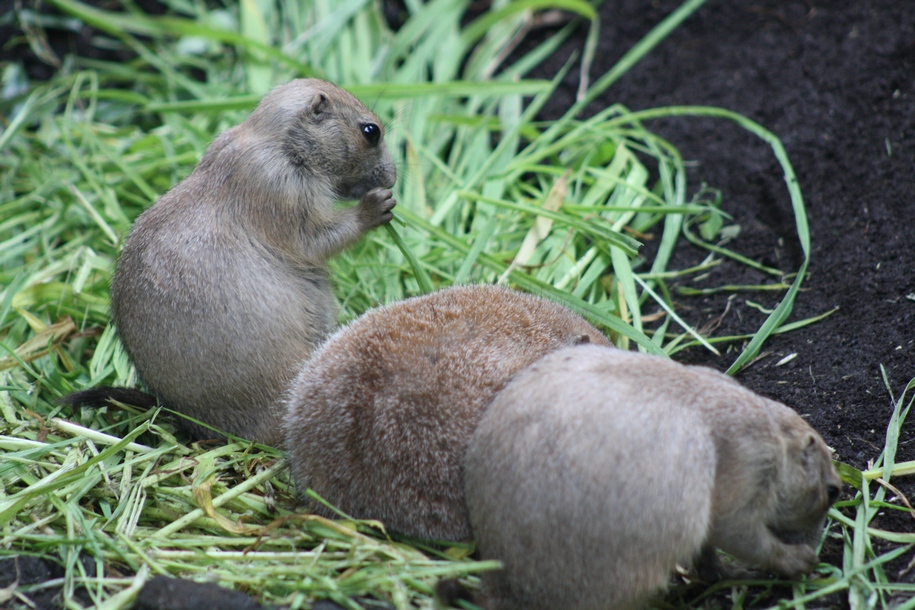 Chien de prairie : Animaux : Parc d'Ueno : Tokyo : Routard.com